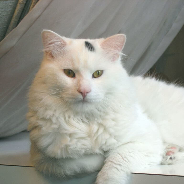 What is "Contrapposto" in Art? Here's an Explanation of Classical ...